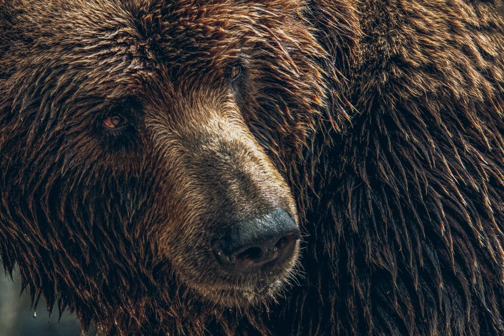 Homepage - The Bear Man